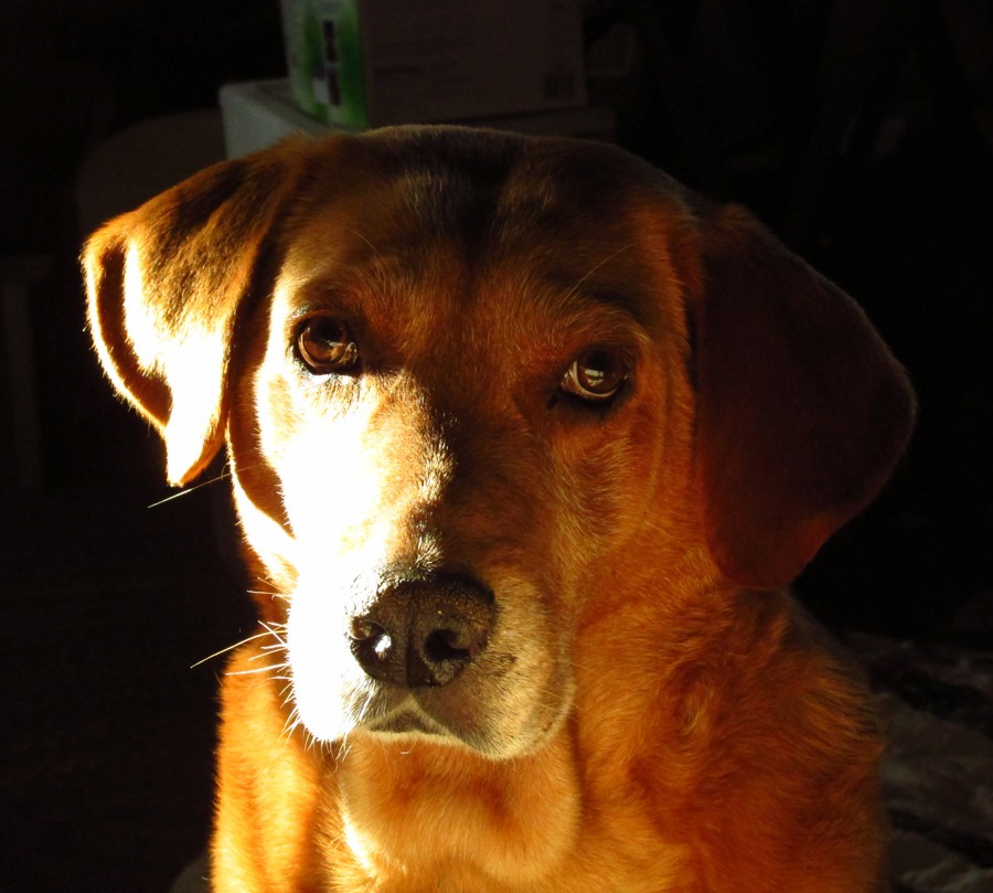 The Writer Behind the Words — Angela Arndt | The Engrafted Word